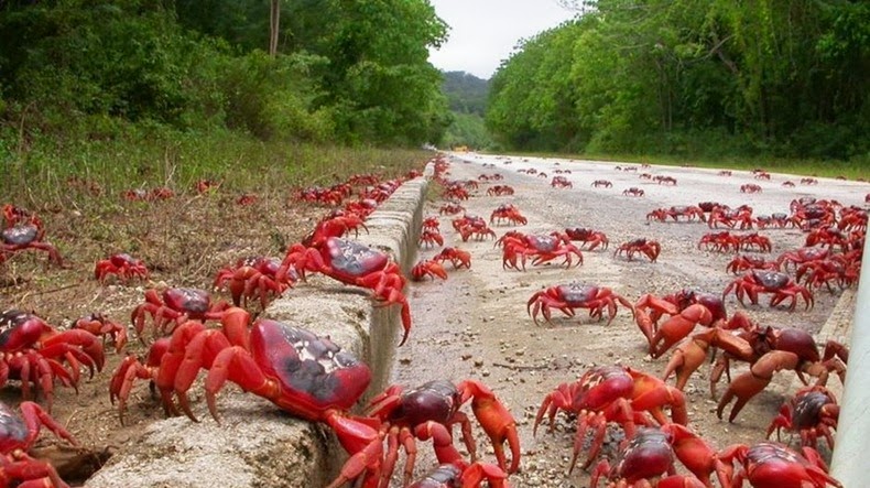 INSTITUTO DE BIOLOGIA & INGENIERIA DE ECOSISTEMAS: ANNUAL RED CRAB ...